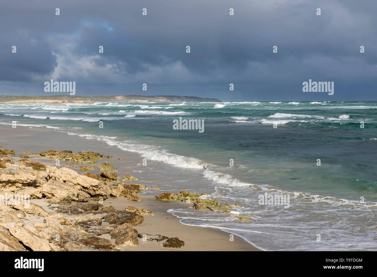 Bales beach kangaroo island seal hi-res stock photography and images ...