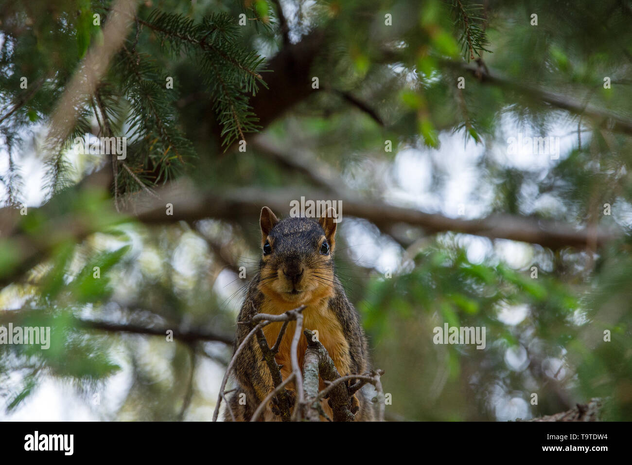 Squirrel in a pine tree hi-res stock photography and images - Alamy