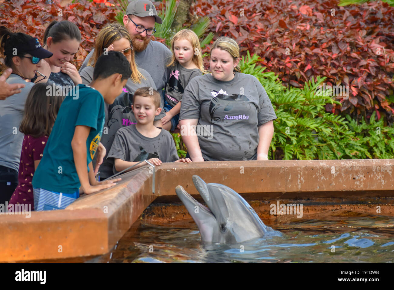 Orlando, Florida. March 09 2019. Family enjoying Bottlenose dolphin at ...