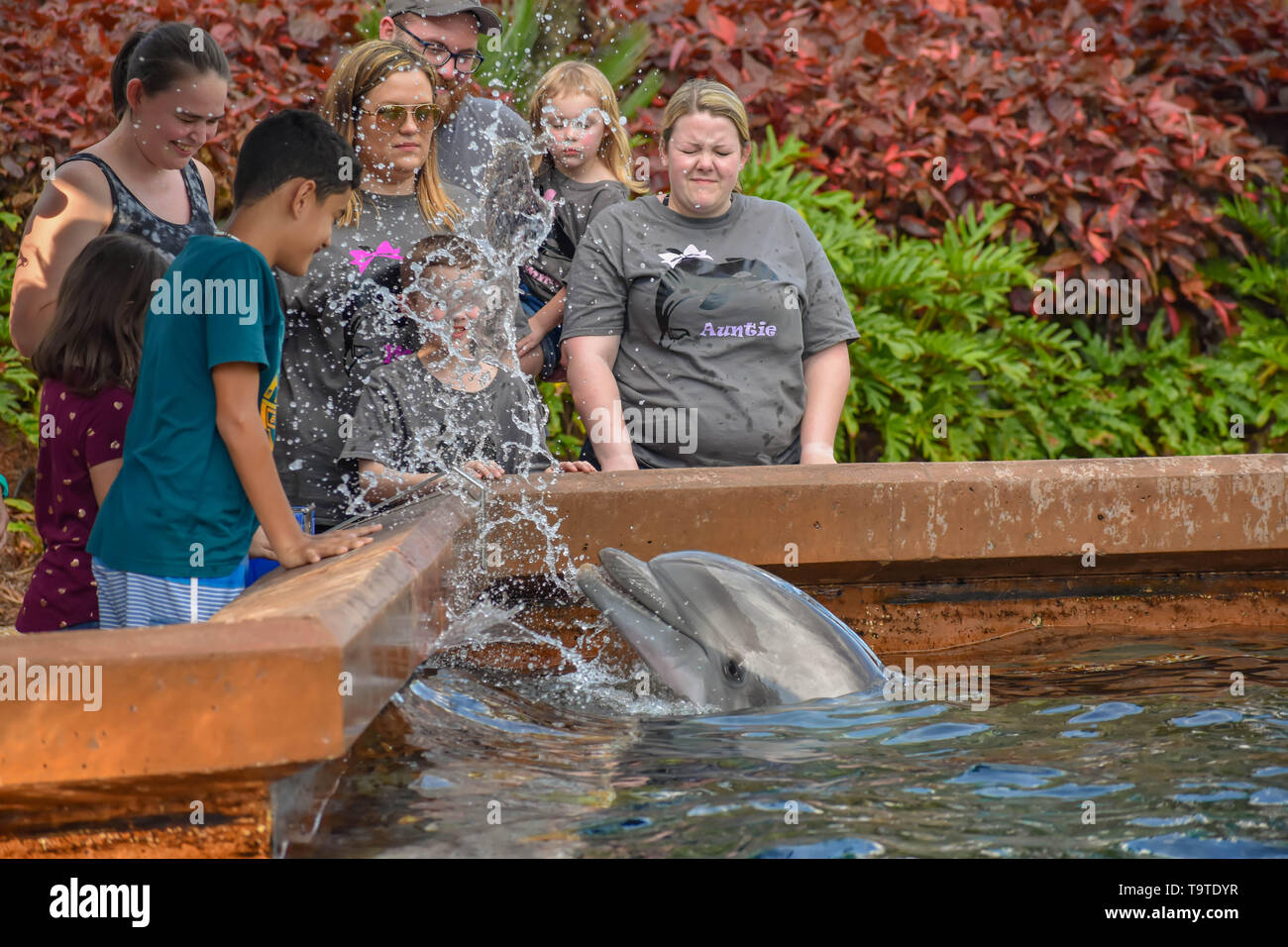 Orlando, Florida. March 09 2019. Bottlenose dolphin splashing water to ...