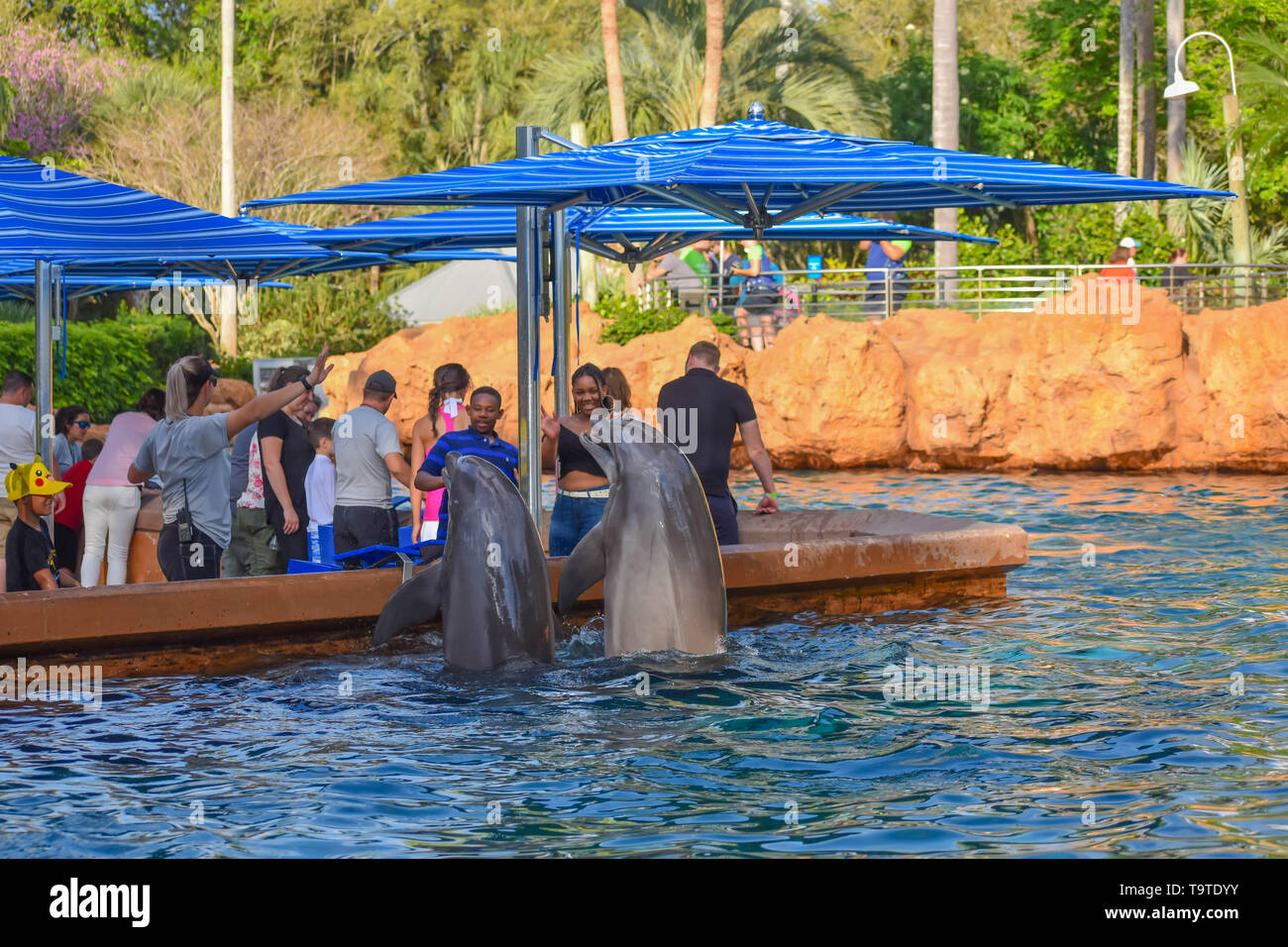 Orlando, Florida. March 09 2019. Bottlenose dolphins jumping at ...