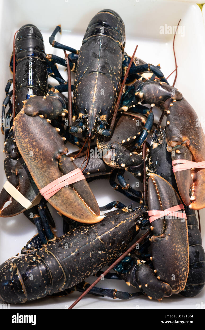 Fresh Lobster on crate for sale in the market.Homarus gammarus ...