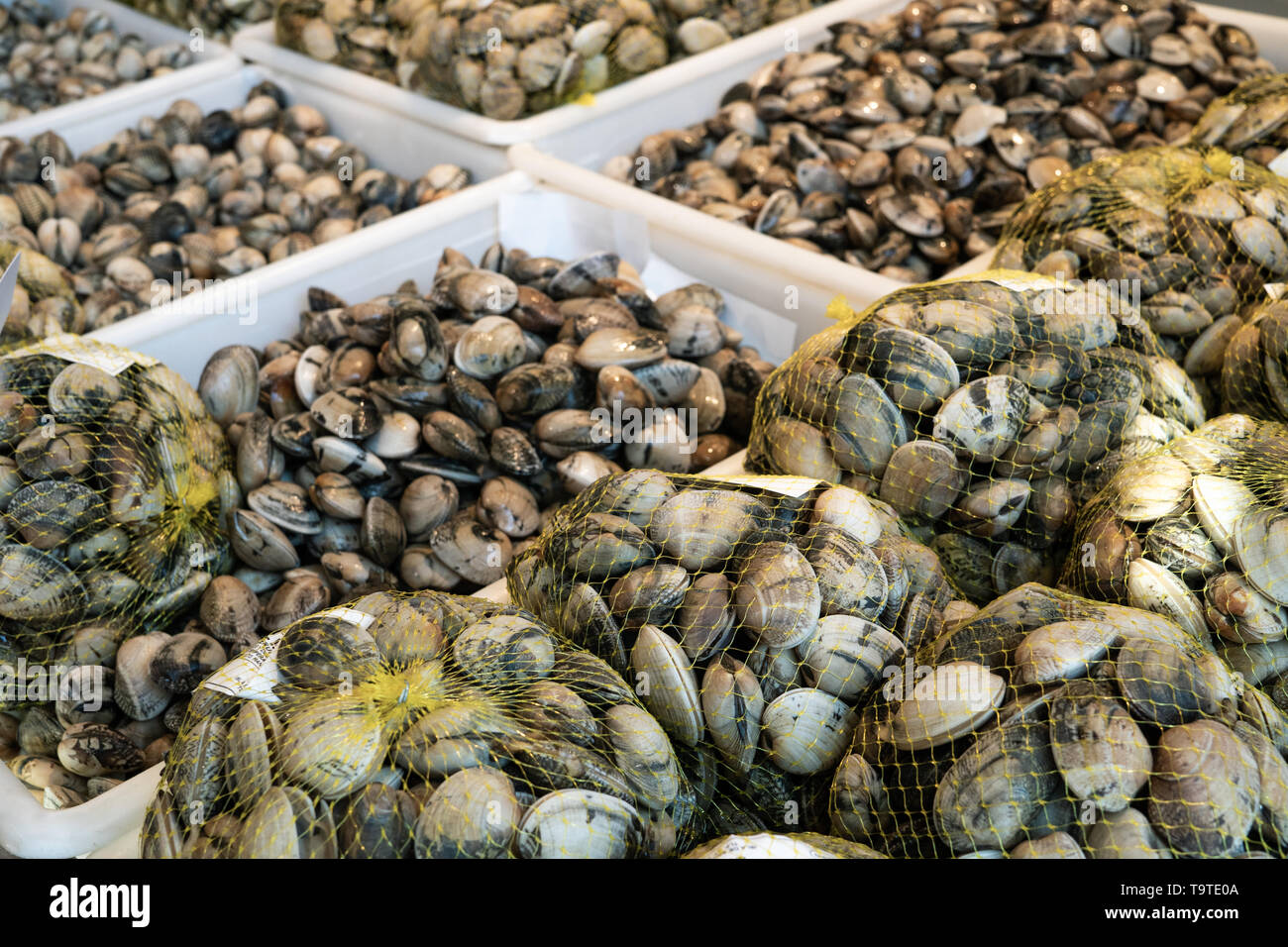 Atlantic clams hi-res stock photography and images - Alamy