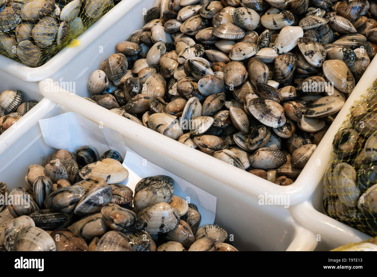 Atlantic clams hi-res stock photography and images - Alamy