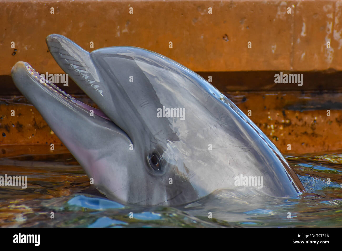 Orlando, Florida. March 09 2019. Nice Bottlenose dolphin at Seaworld in ...