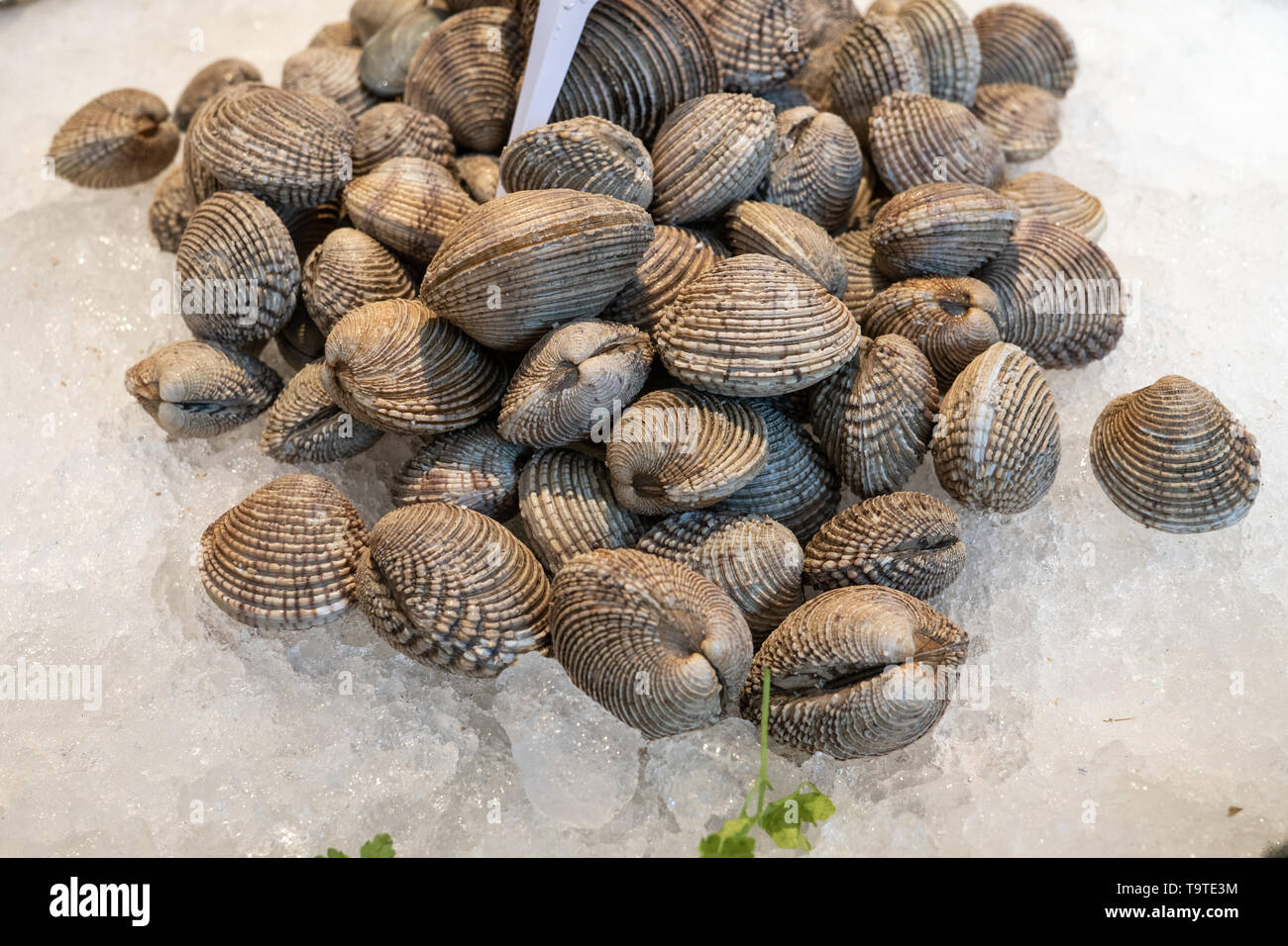 Warty venus venus verrucosa galicia hi-res stock photography and images ...