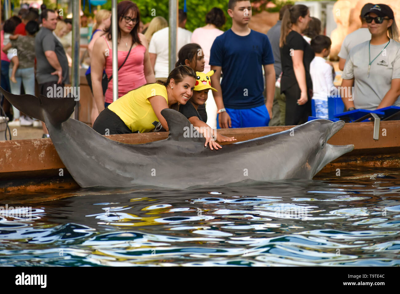 Orlando, Florida. March 09 2019. People stroking Bottlenose dolphin at ...