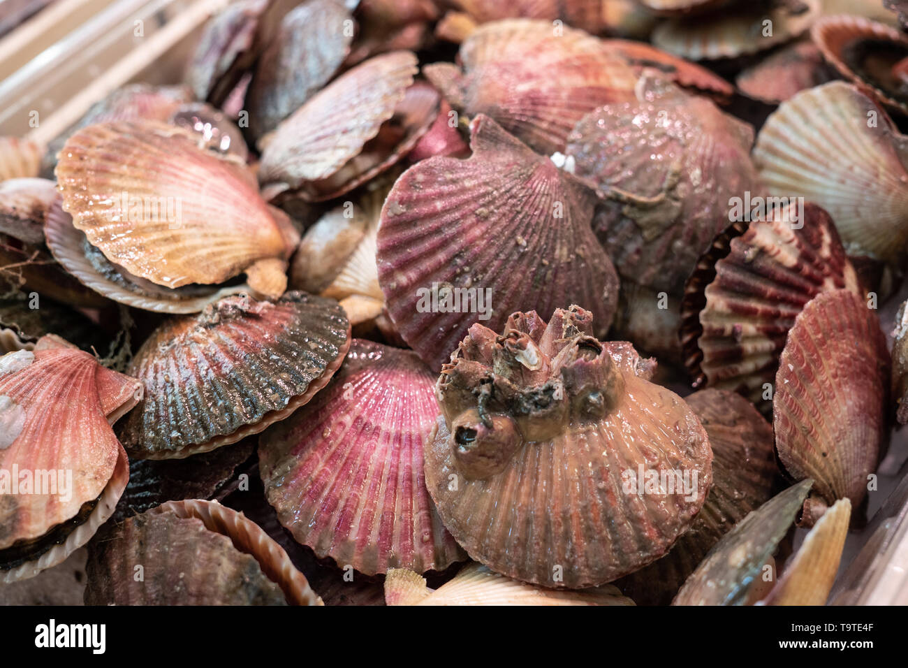 Scallop pecten maximus galicia hi-res stock photography and images - Alamy