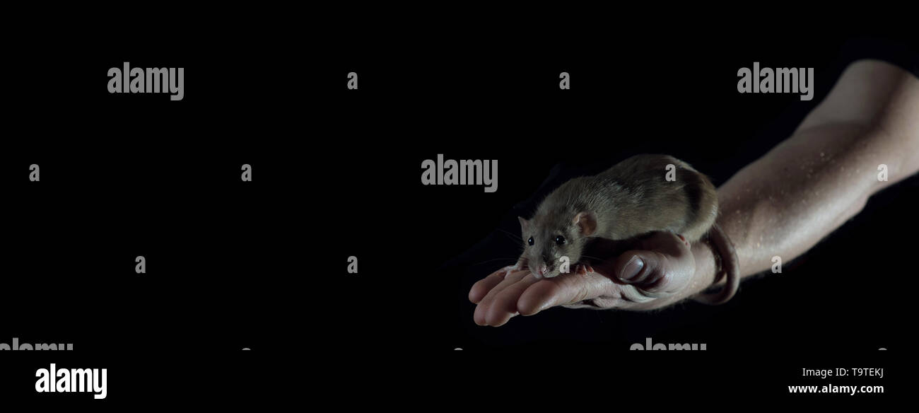 Little rat sitting on a man's hand holding her tail on a black ...