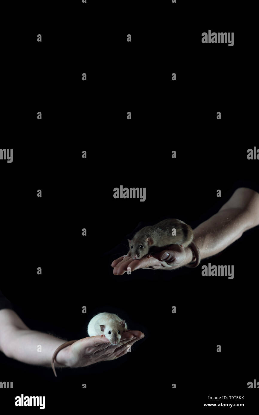 Little rat sitting on a man's hand holding her tail on a black ...