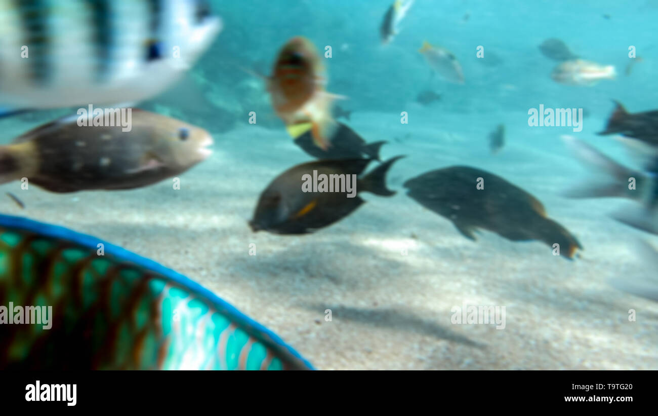 Closeup image of lots of colorful fishes swimming around the coral reef ...