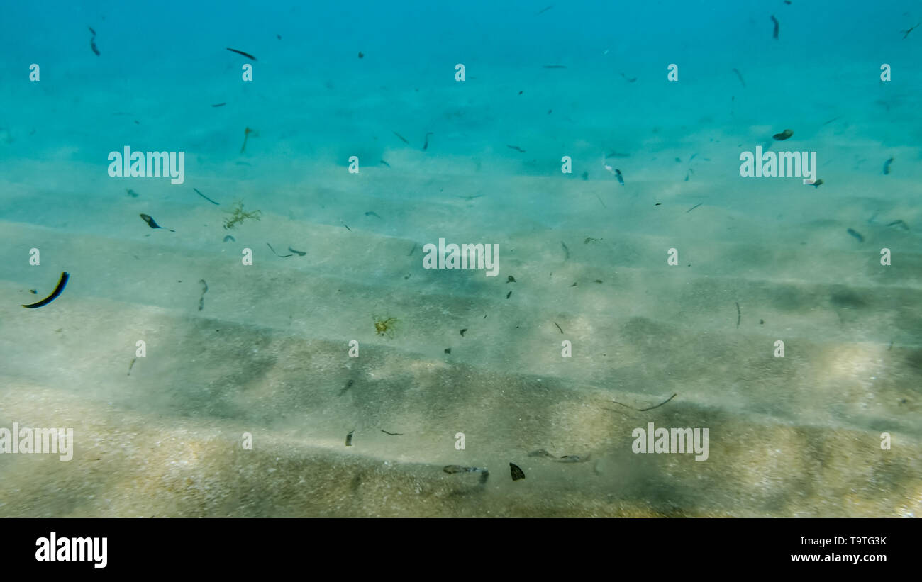 Closeup image of dirty sandy sea bottom with lots of dead sea weeds ...