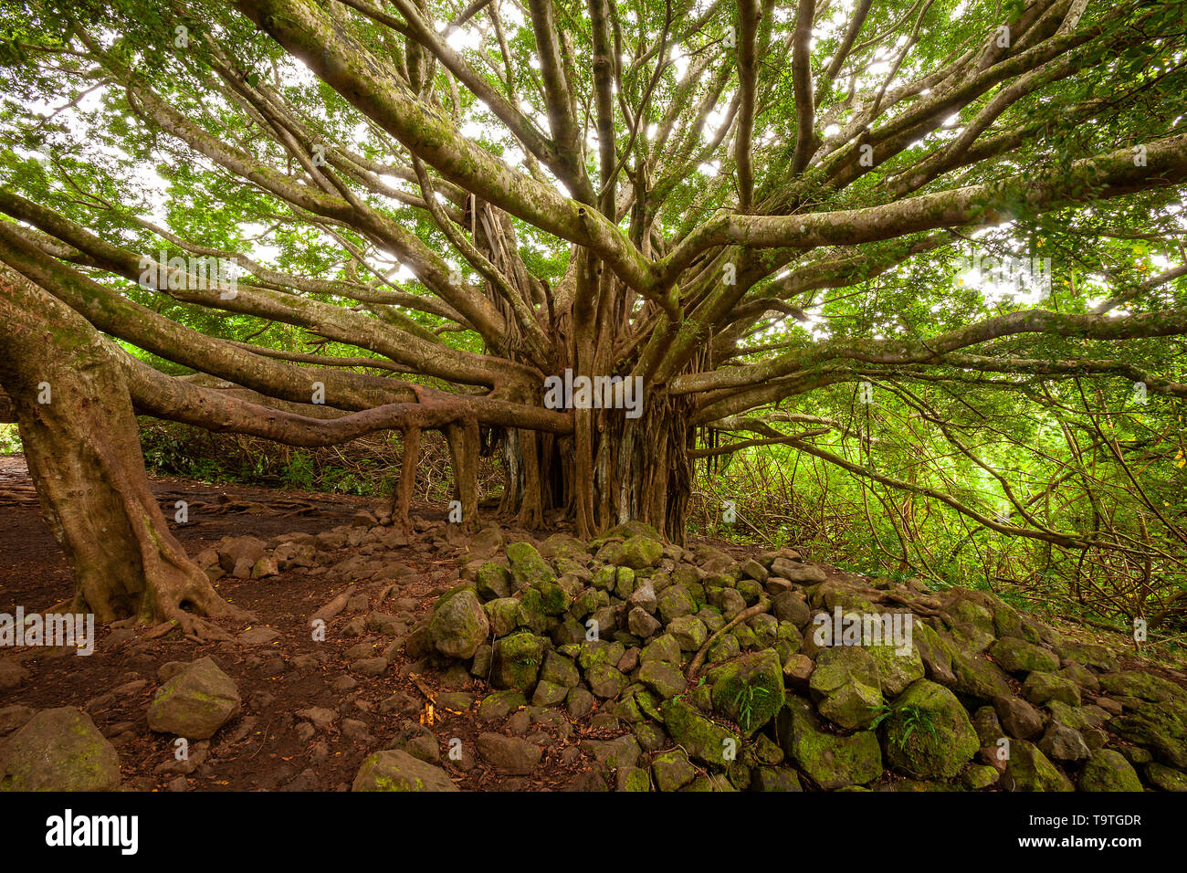 Banyan tree maui hi-res stock photography and images - Alamy