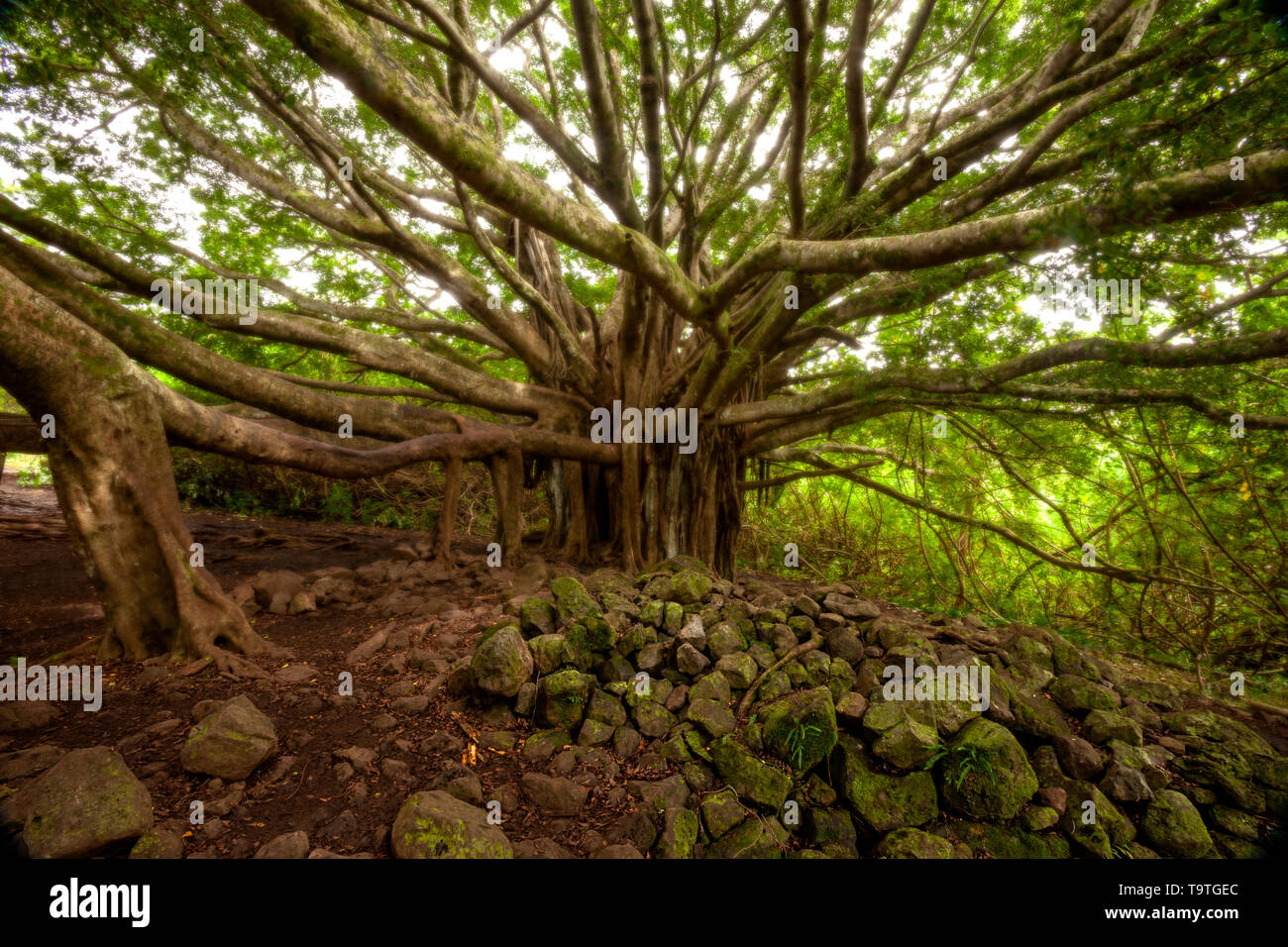 Banyan tree maui hi-res stock photography and images - Alamy