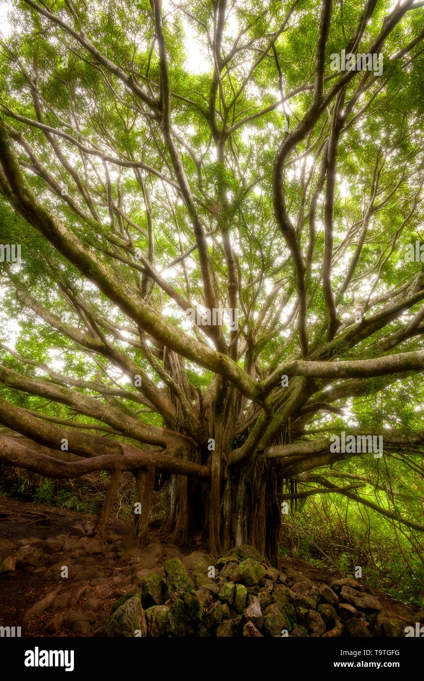 Banyan Tree, Maui, Hawaii, USA Stock Photo - Alamy