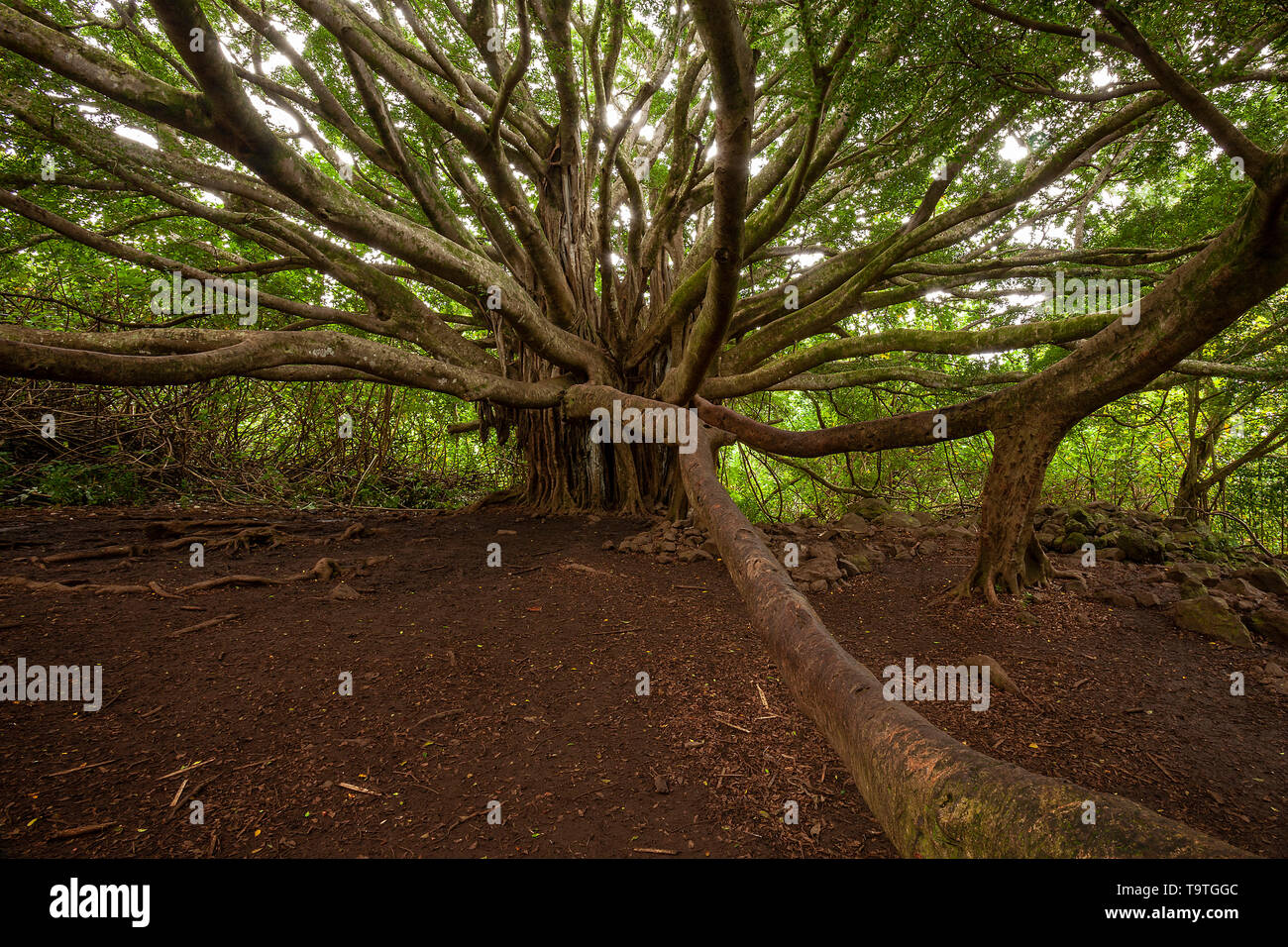 Banyan Tree, Maui, Hawaii, USA Stock Photo - Alamy