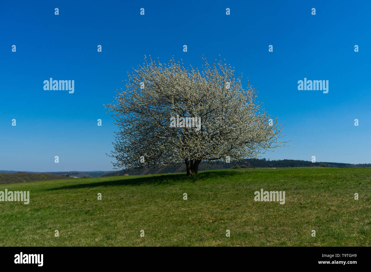 German landscape with tree hi-res stock photography and images - Alamy