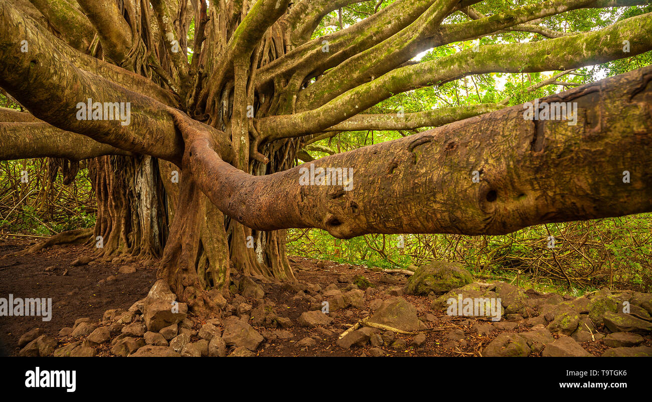 Banyan tree maui hi-res stock photography and images - Alamy