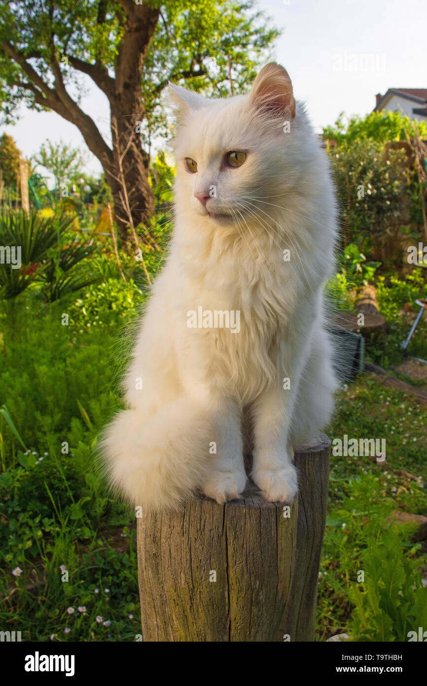 Adult male cat hi-res stock photography and images - Alamy