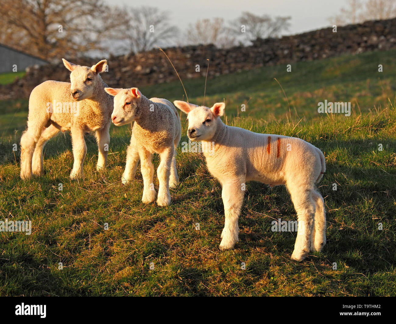 Three curious sunlit Spring lambs pose for the camera in hilly grass ...