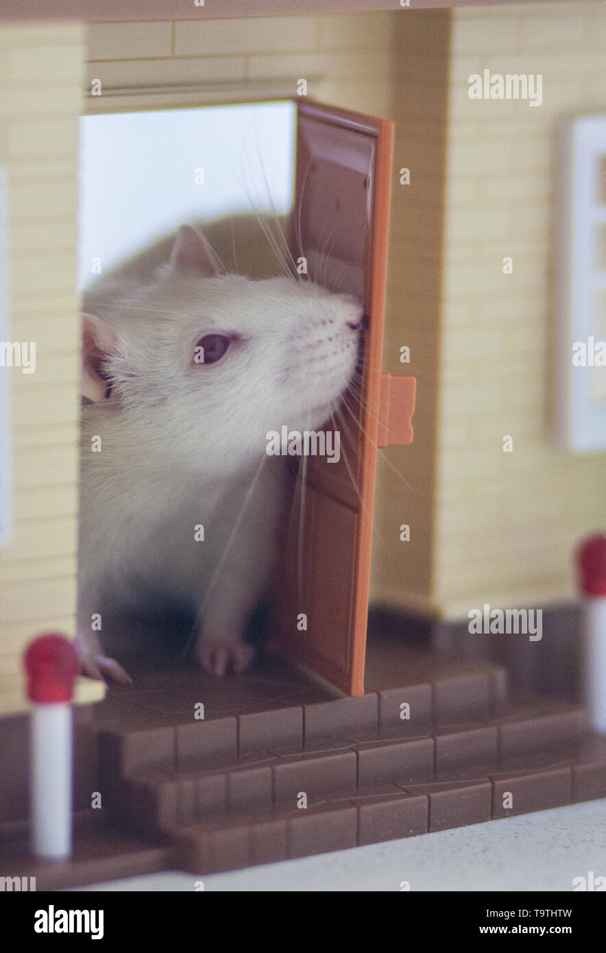 The concept of buying a door. New door. The door to the house. Rat at ...