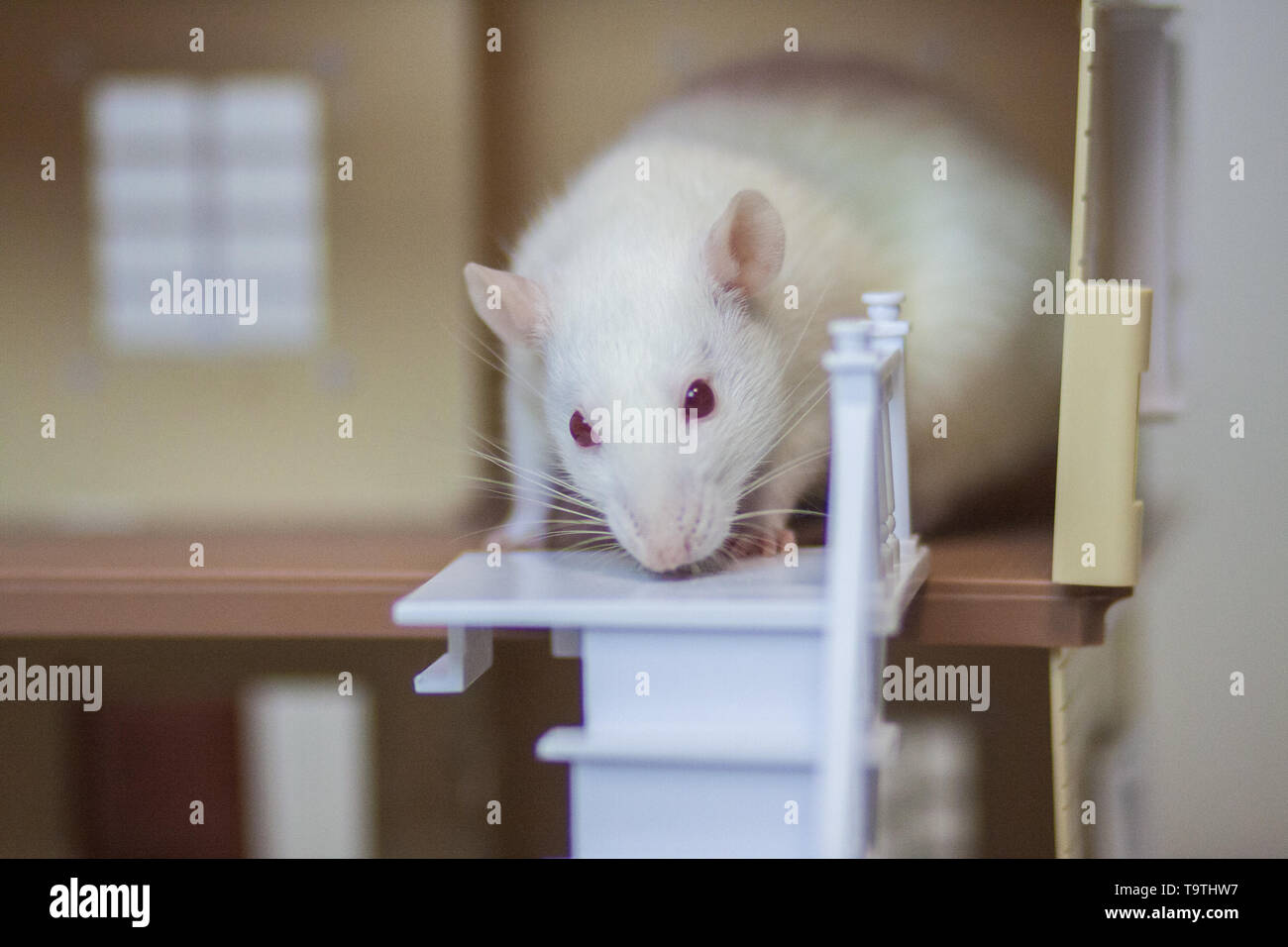 The concept is to buy a ladder. Two-storey house. Staircase in the ...