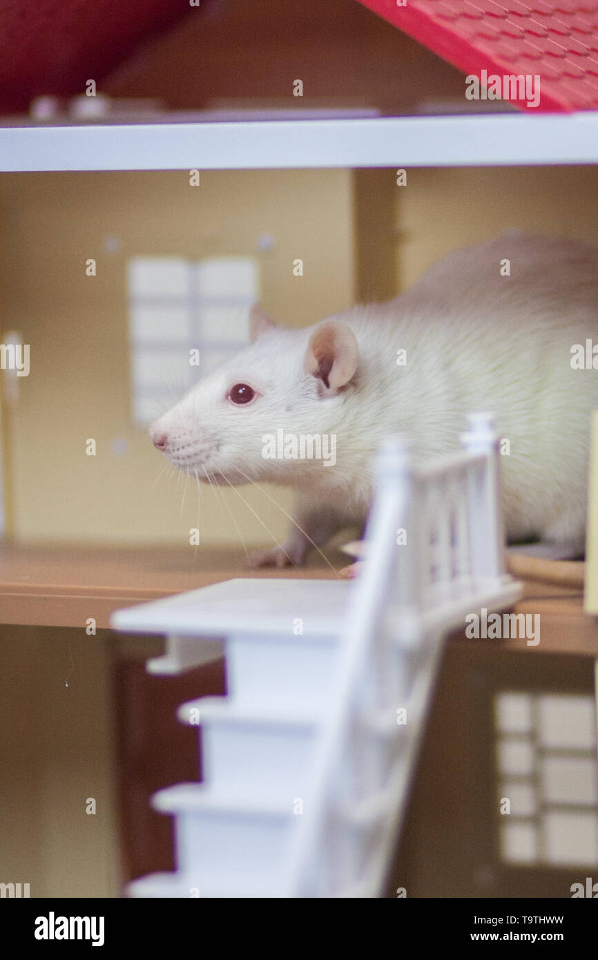 House concept with a ladder. Two-storey house. Repair the stairs. Mouse ...