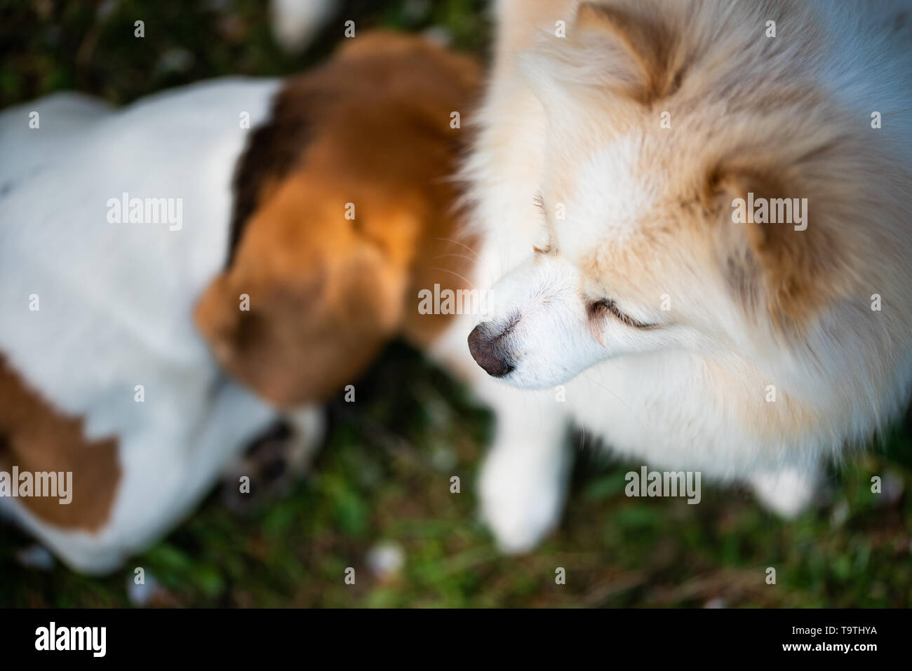 Two dogs playing on a green grass outdoors. Beagle dog with german ...