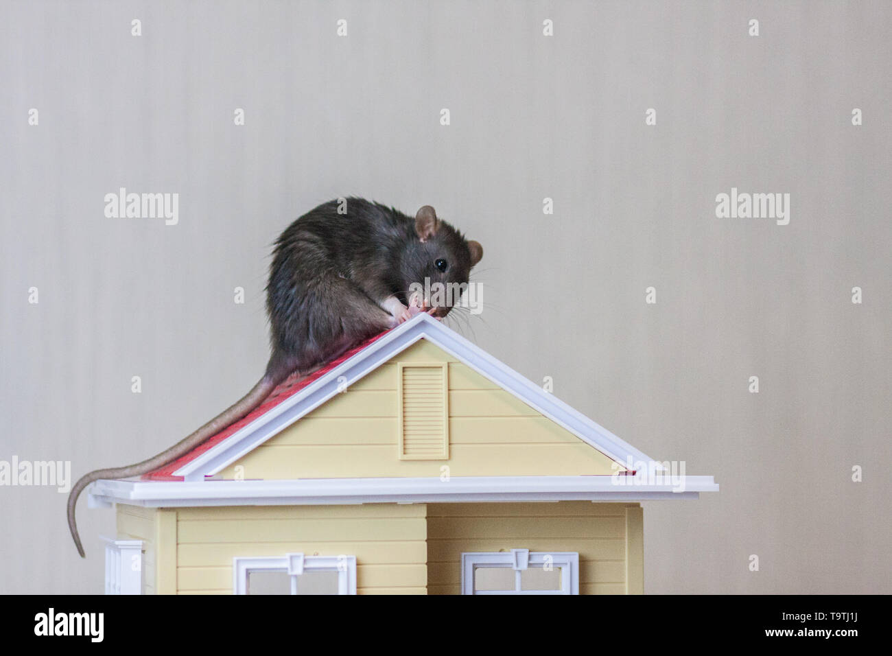 Roof repair concept. Repair the roof. Mouse on the roof. Gray rat ...