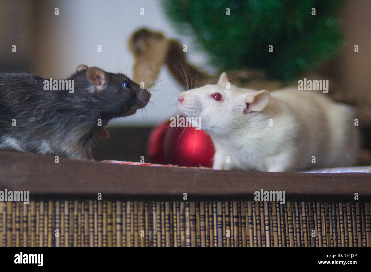The concept of dialogue mice. Communication rats. White mouse. Gray ...
