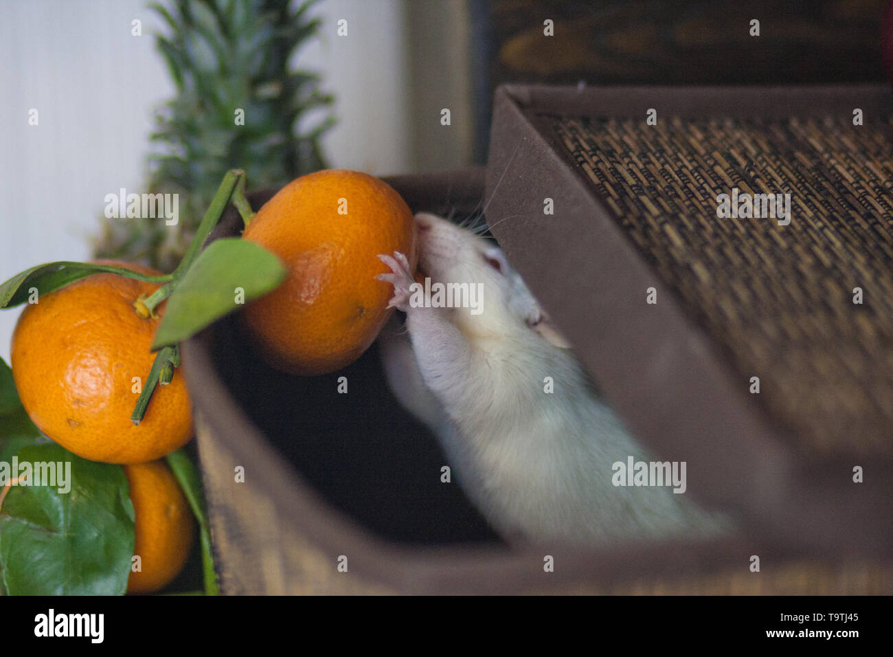 The concept of a stealing mouse. White rat. White mouse. Mouse steals ...