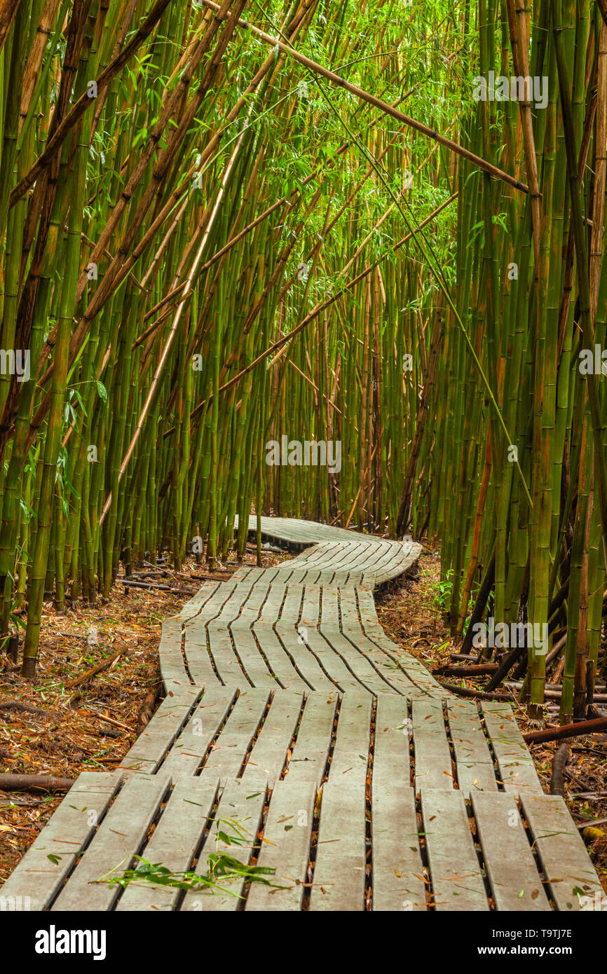 Boardwalk through bamboo forest, Maui, Hawaii, USA Stock Photo - Alamy