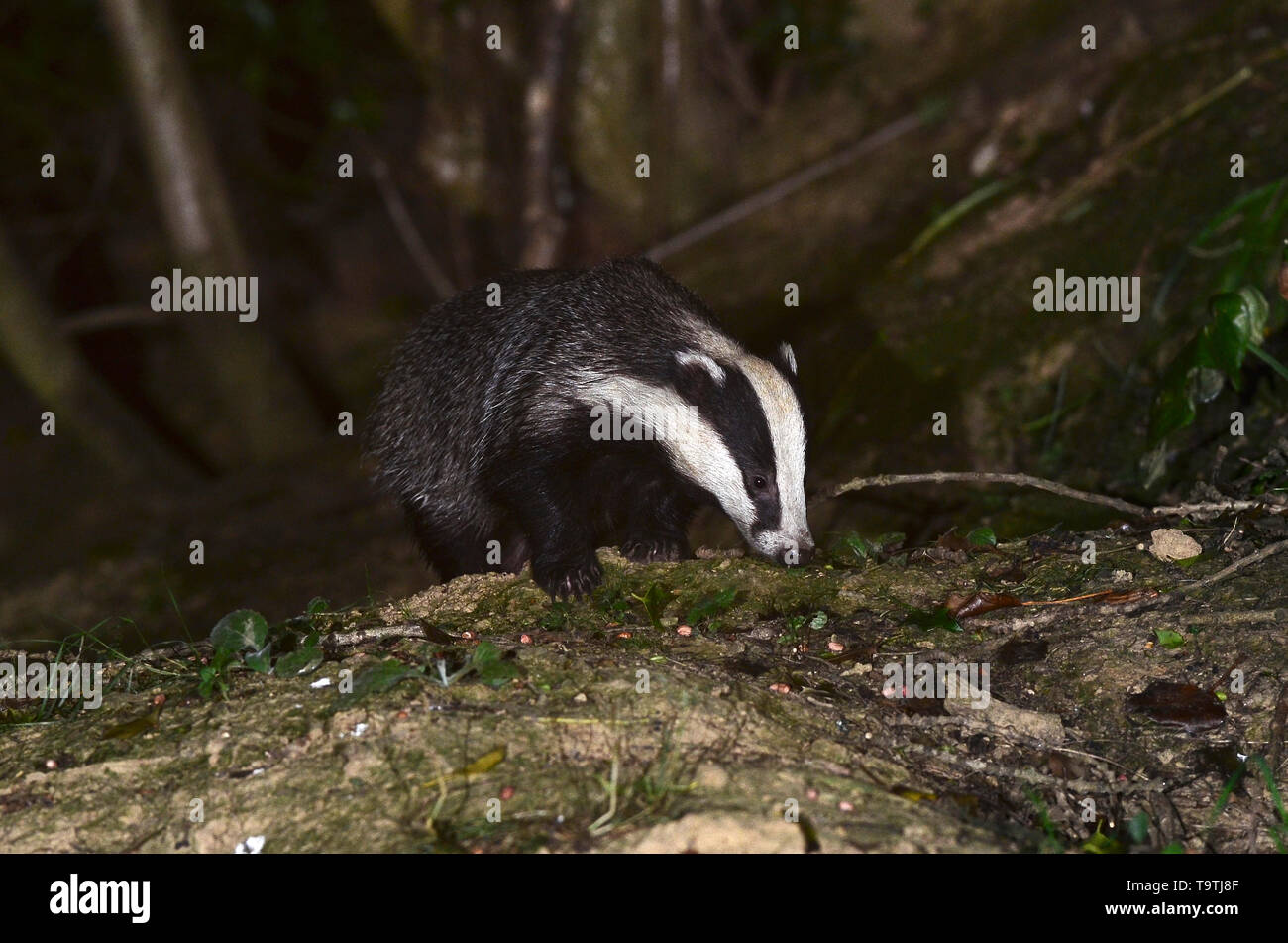 Meles hi-res stock photography and images - Alamy