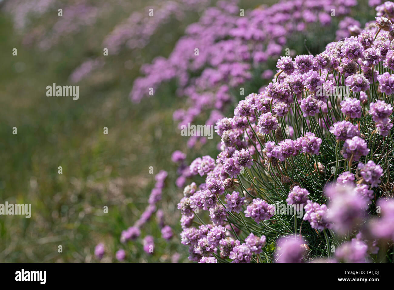 Welsh wildflowers hi-res stock photography and images - Alamy