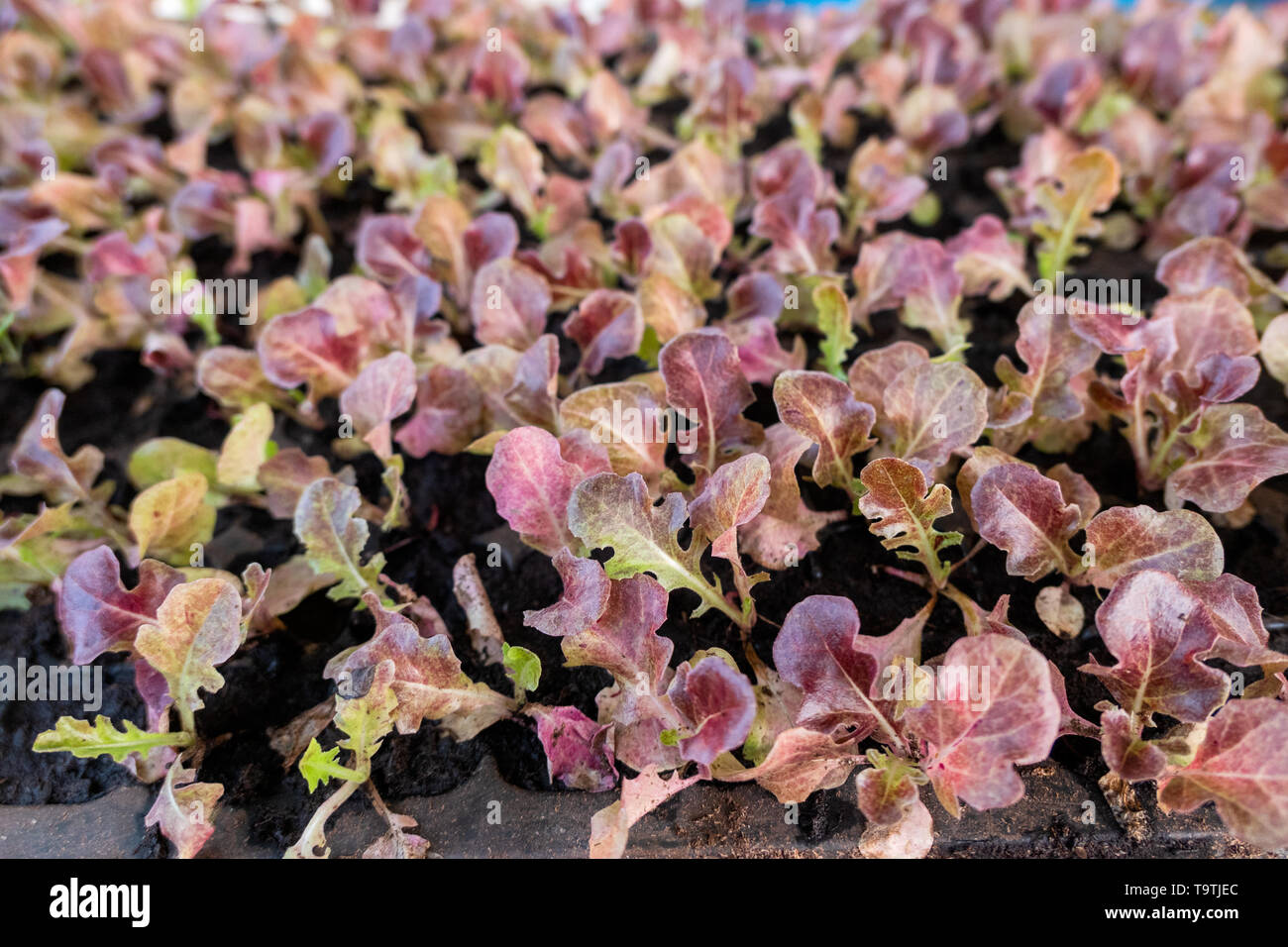 Organic seedling red oak in soil tray Stock Photo - Alamy
