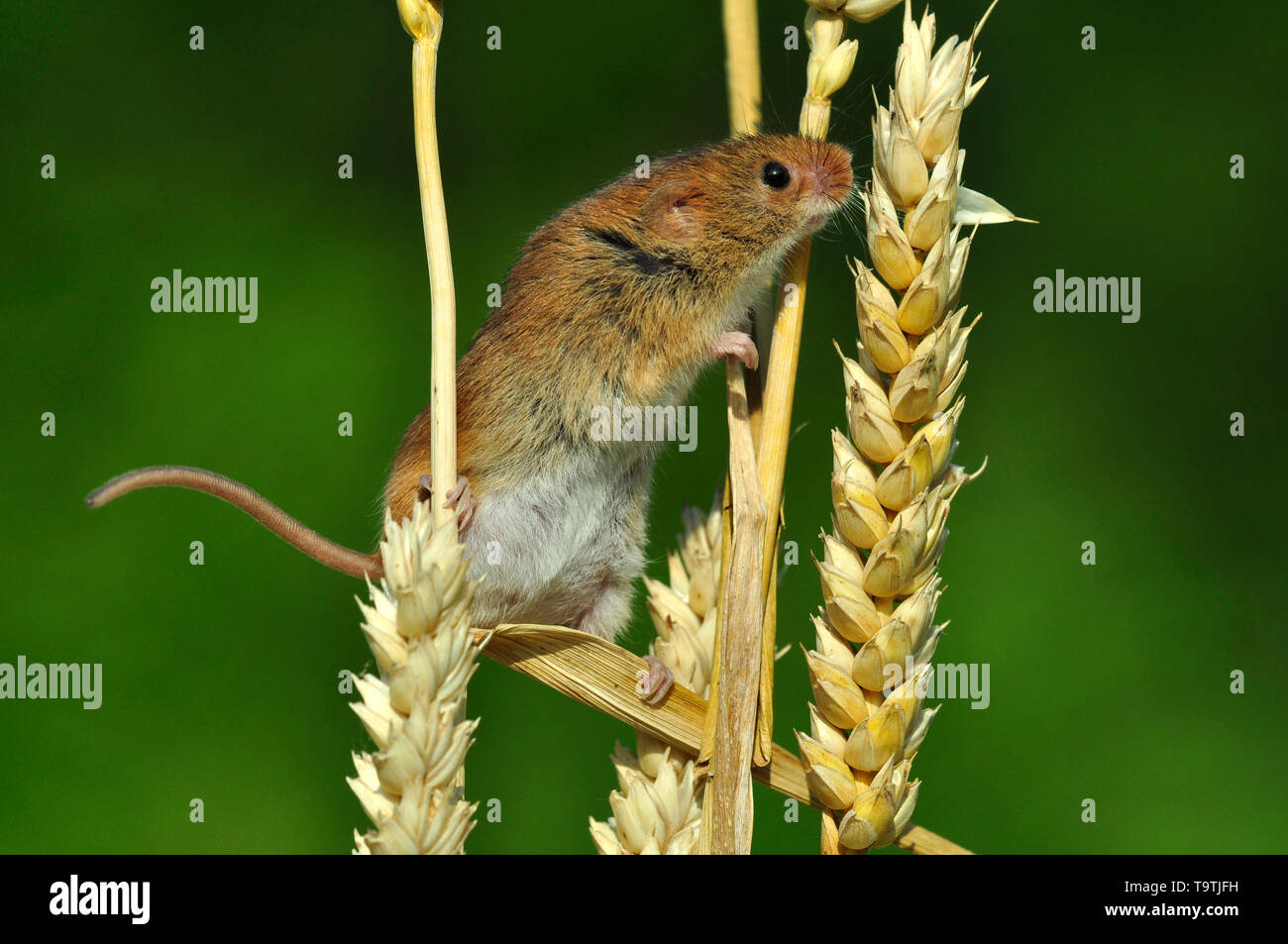 Acrobatic mouse hi-res stock photography and images - Alamy