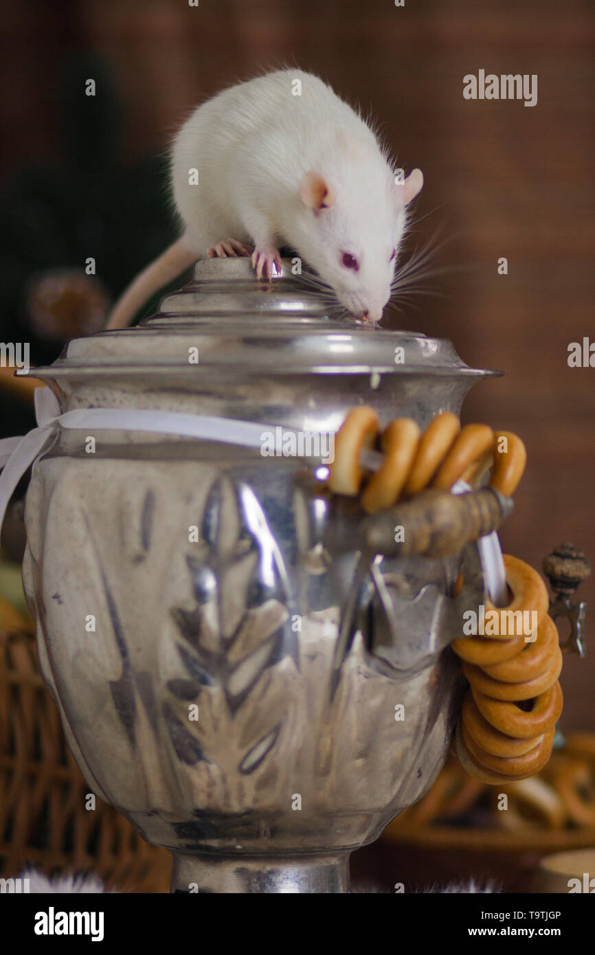 The concept of tea drinking. Rat with a samovar. White mouse sits on ...