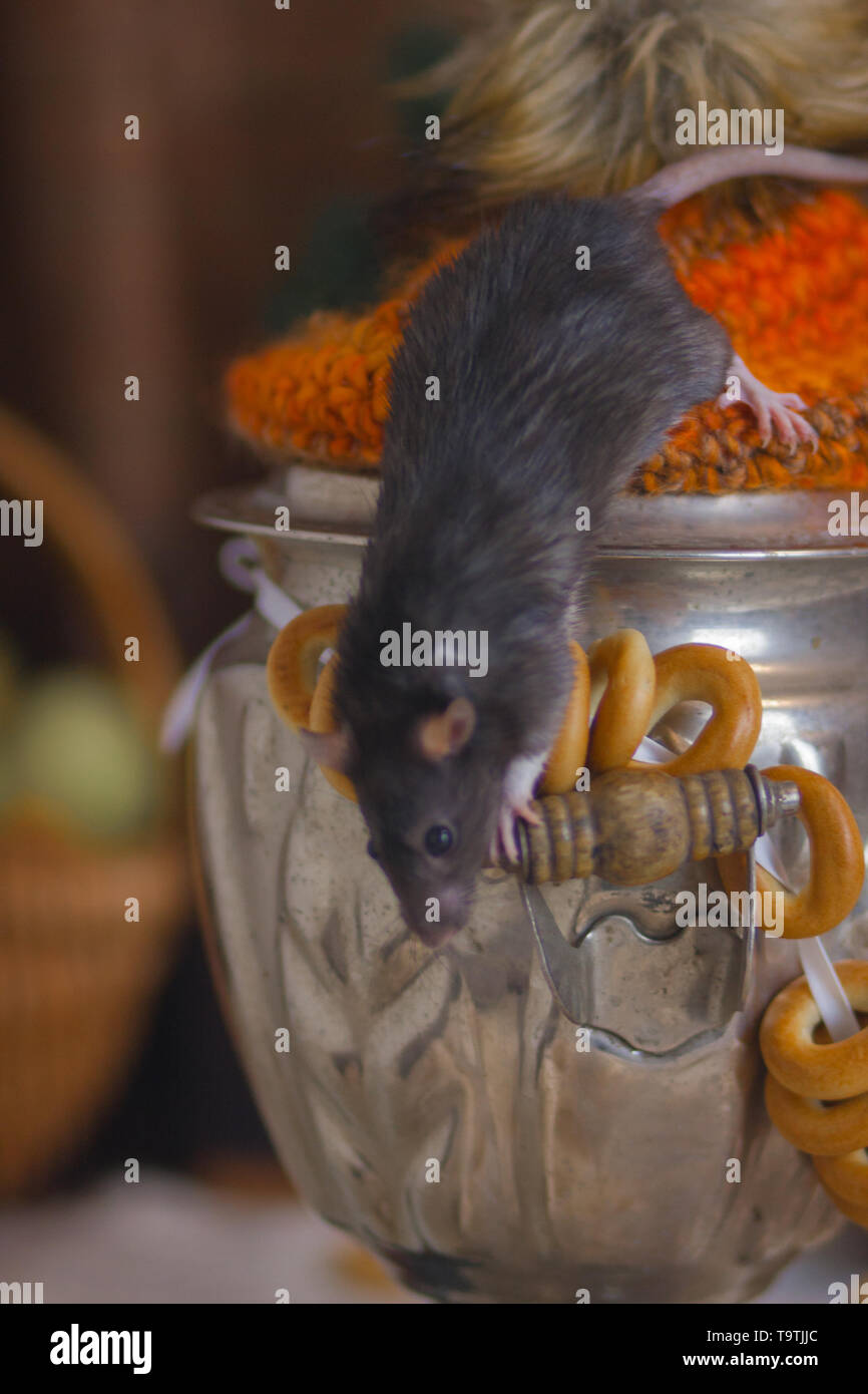 The concept of a mouse tea party. A rat crawls on a samovar. The mouse ...