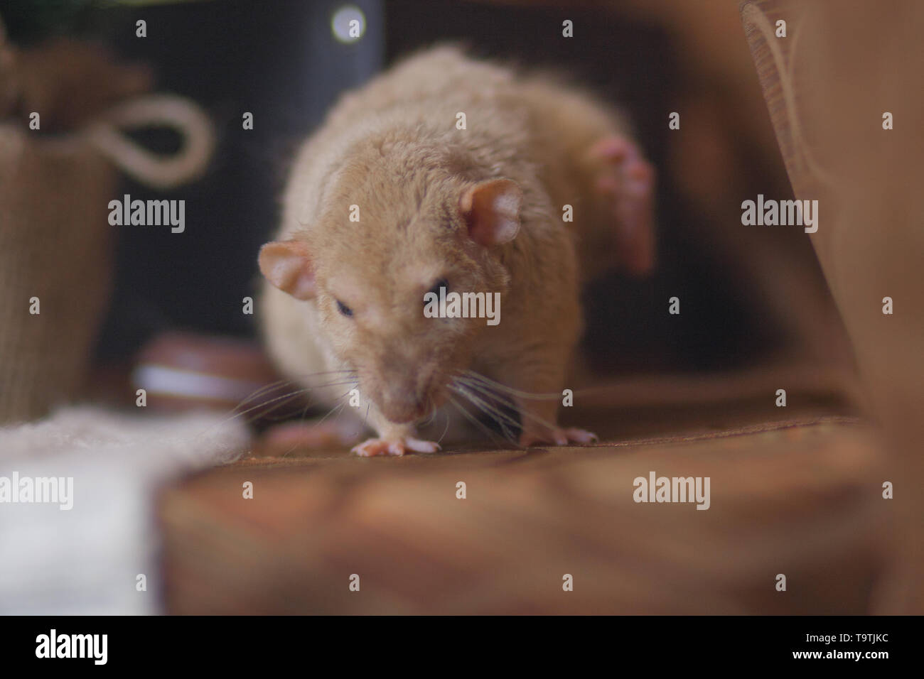 Beige rat closeup. White mouse in full face. Light decorative rodent ...