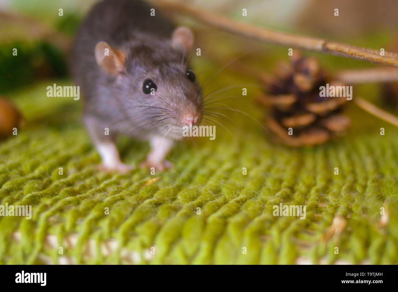 Gray rat close up. Cute mouse looks. Decorative rodents Stock Photo - Alamy