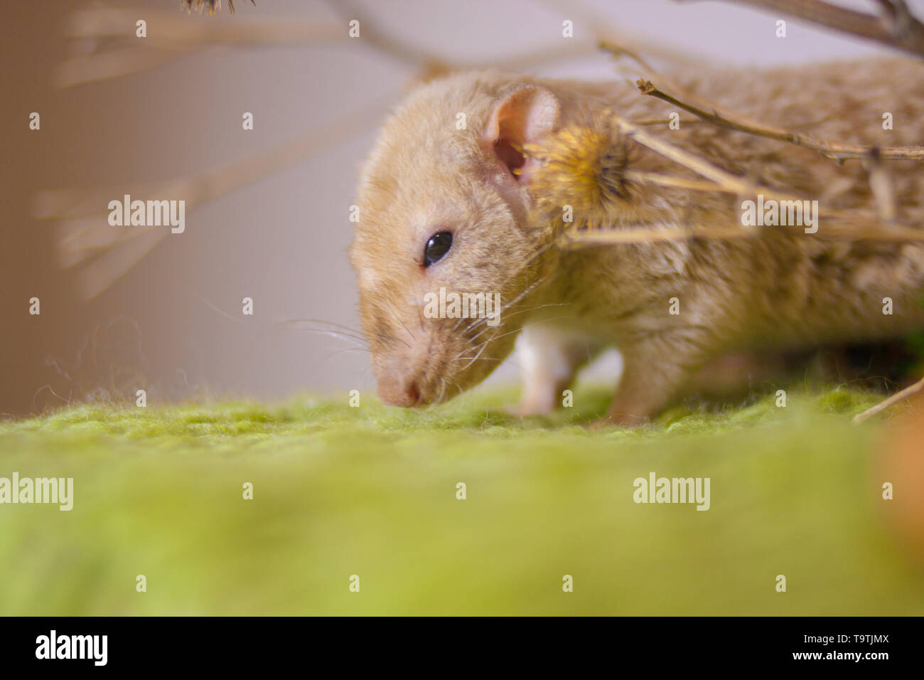 The concept of sadness. The rat sadly looks down. The mouse lowered its ...