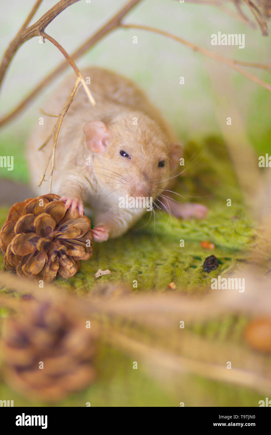 Sleep Mouse Stock Photos & Sleep Mouse Stock Images - Alamy