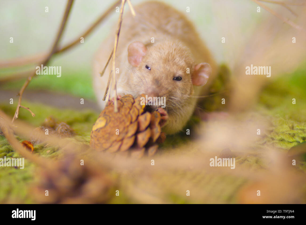 Mouse with a bump. The rat gnaws the cones. Rodent eating a nut Stock ...