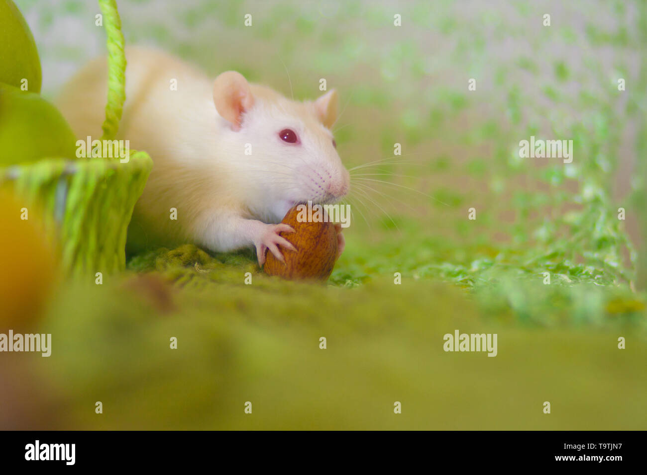 Strong teeth concept. The mouse nibbles the nut. The rat is eating ...