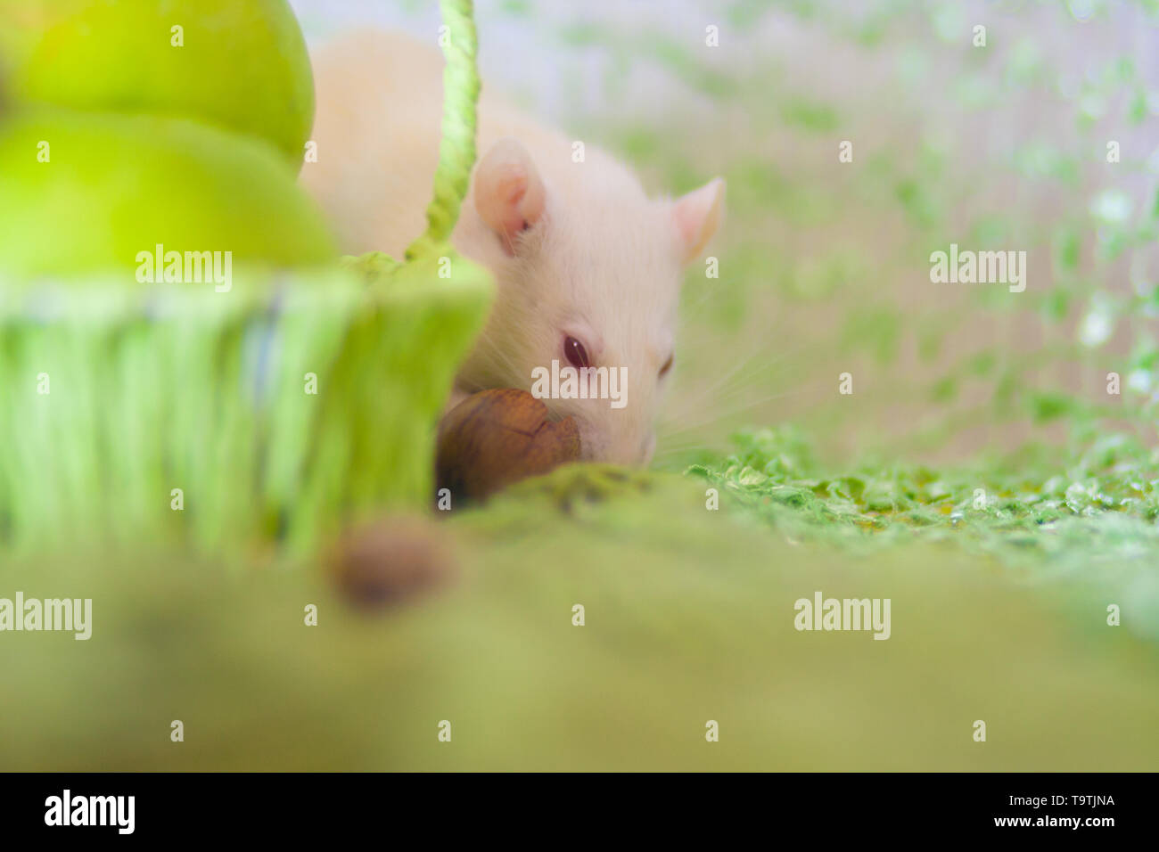 A rat nibbles a nut. White mouse with food. Rodent hides food Stock ...