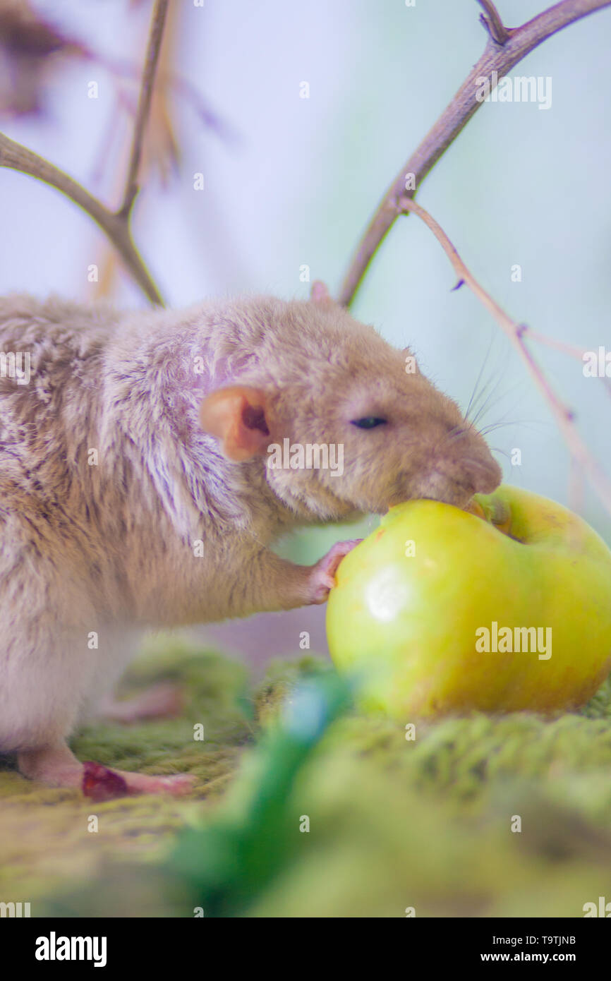 Nibbles the mouse hi-res stock photography and images - Alamy
