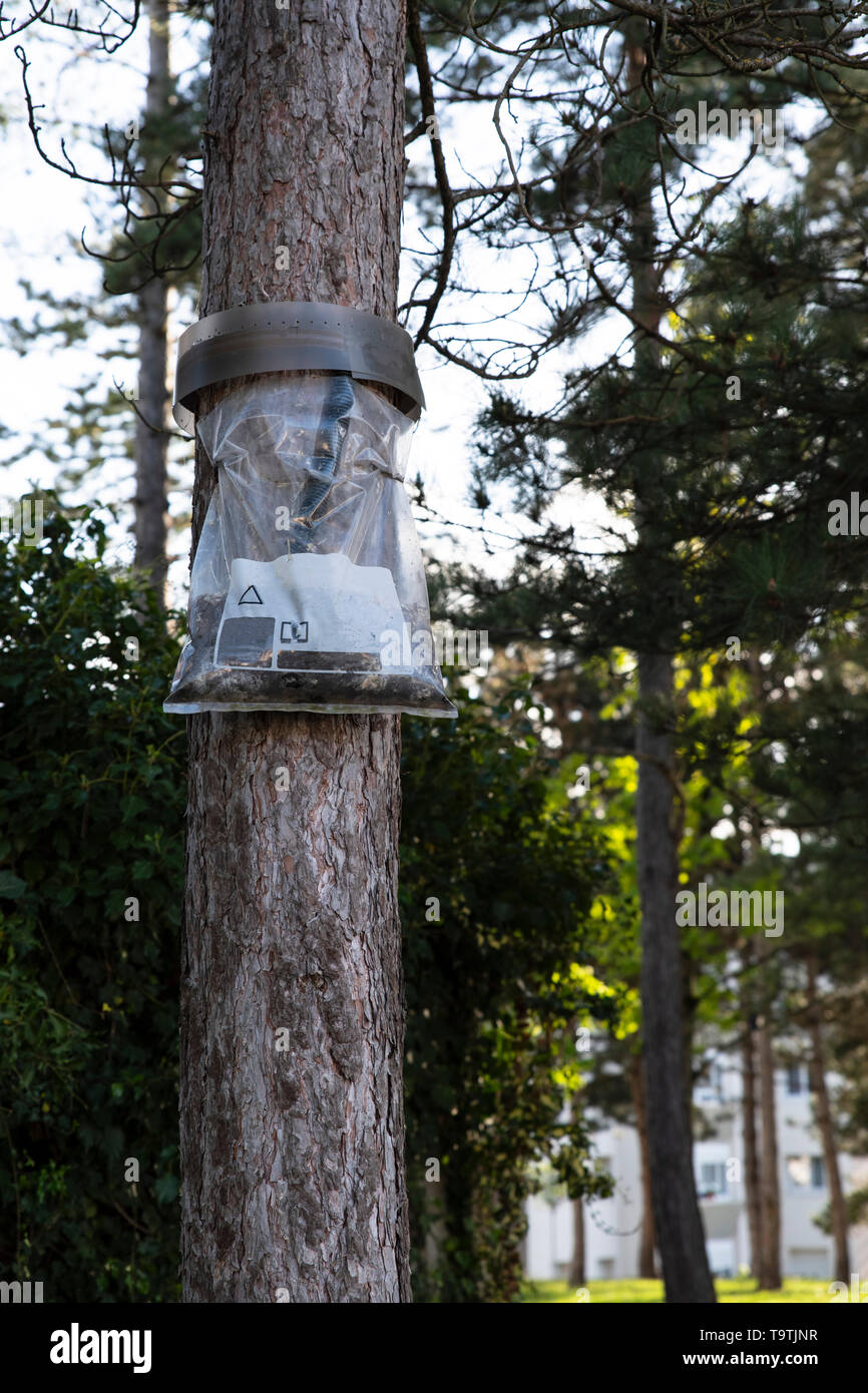 Processionary caterpillar trap on the trunk of a pine tree Stock Photo ...
