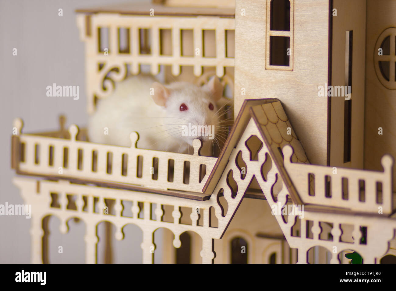 The concept of a fairy tale. A rat The concept of a fairy tale. A rat ...