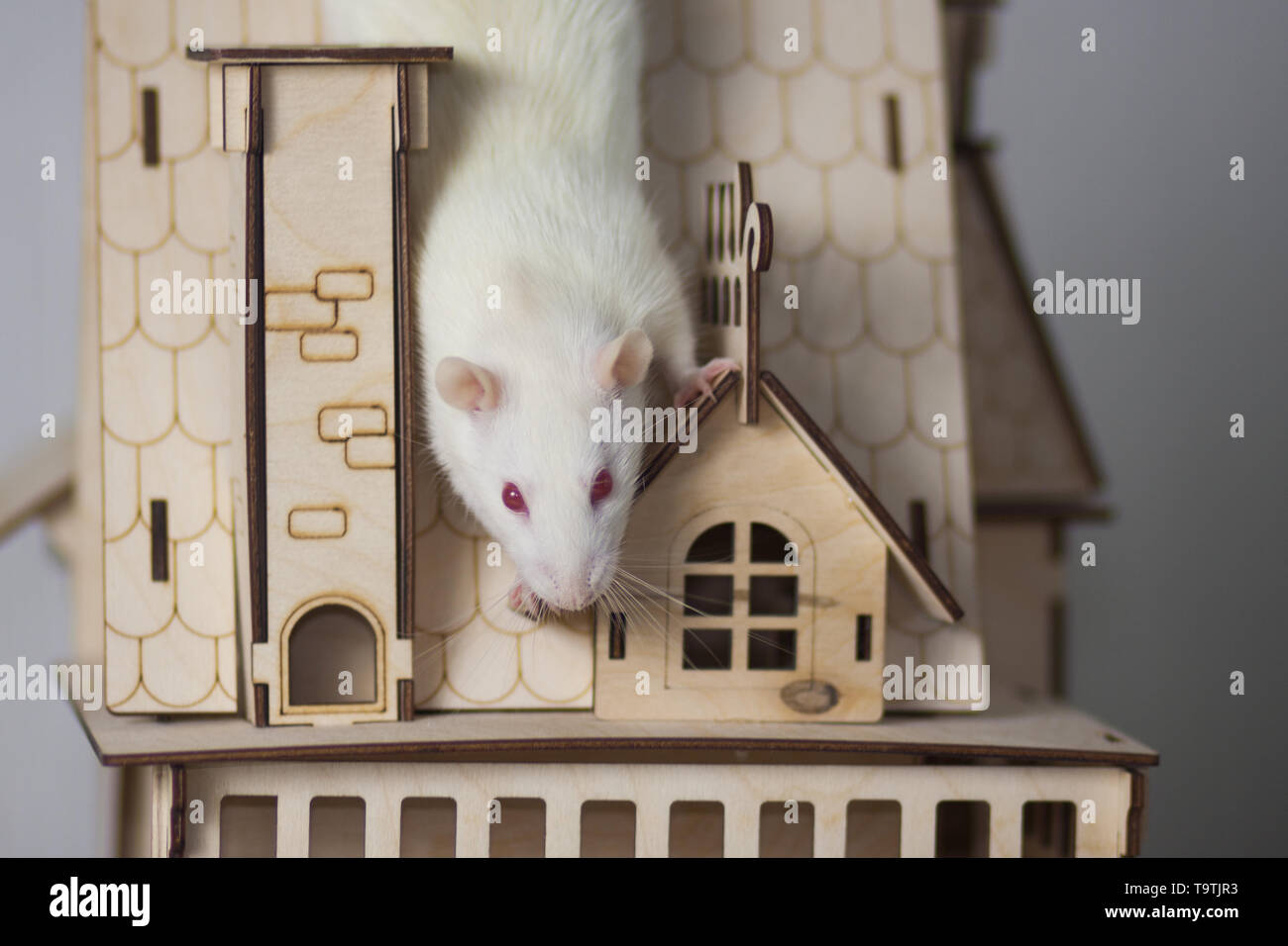 White rat in a wooden house. Mouse Palace. Rodent sitting on the roof ...