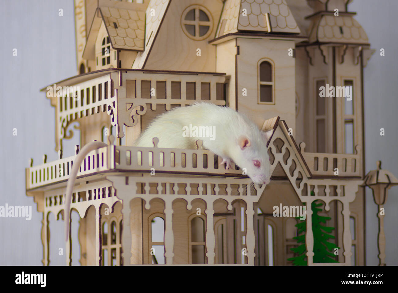 A house for the rodent. White rat in a wooden house. The mouse sits in ...